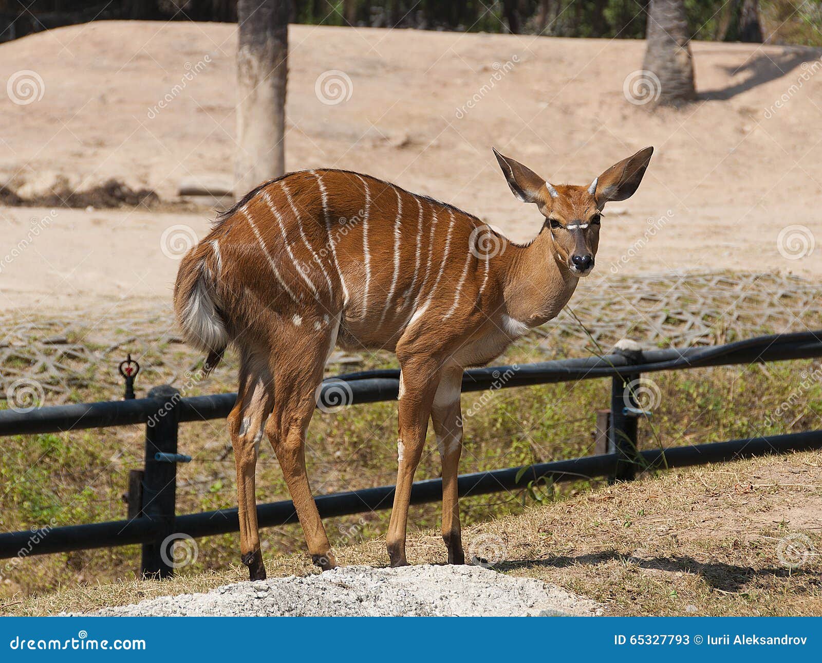Baby Bongo antelope stock image. Image of african, nature - 65327793
