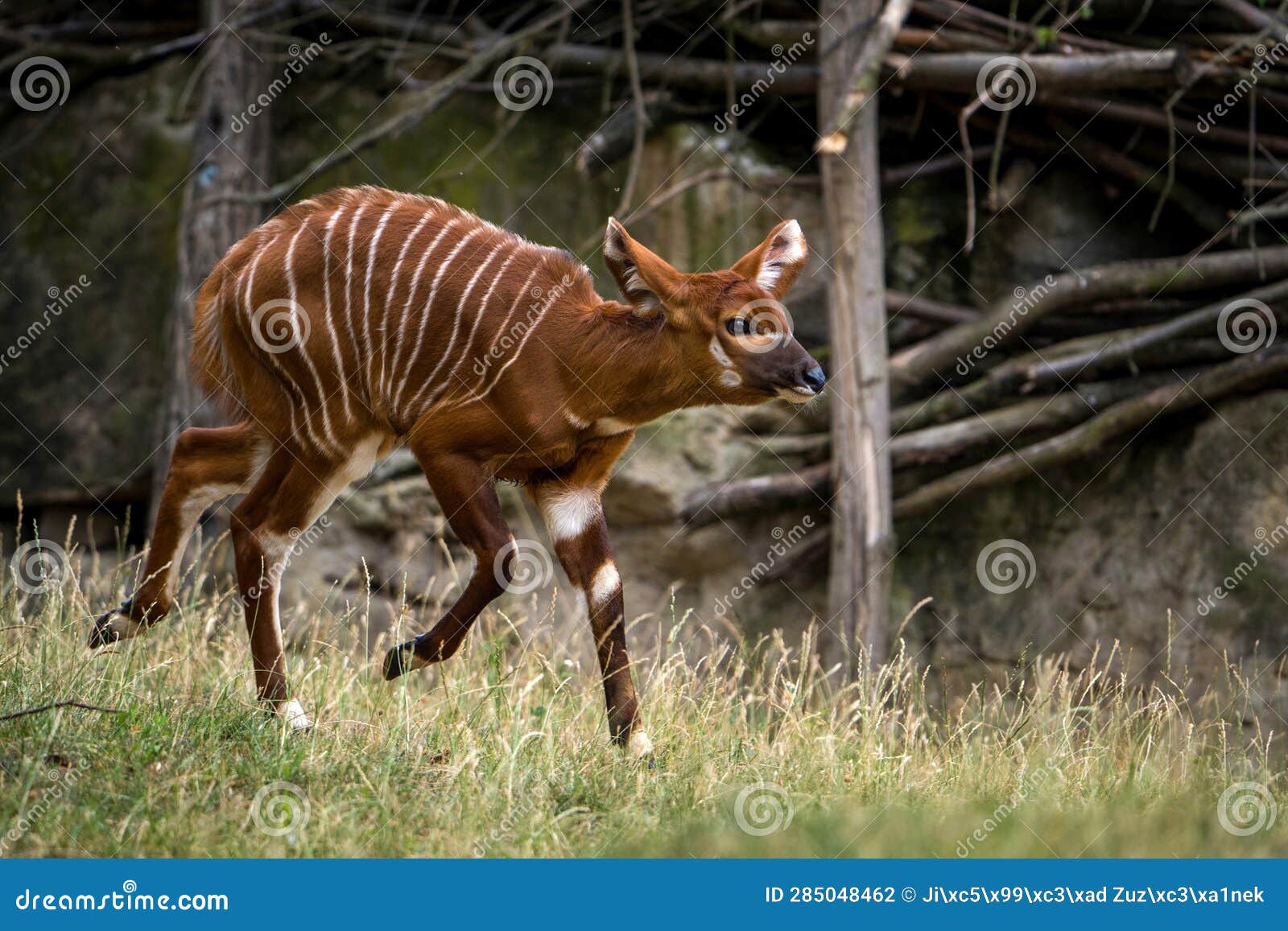 Baby Bongo Antelope