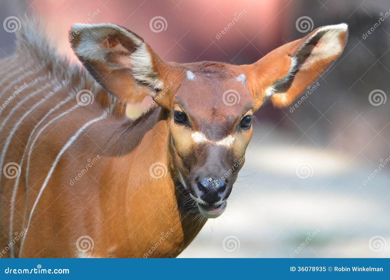 Baby bongo stock image. Image of bongo, look, horns, looking - 36078935
