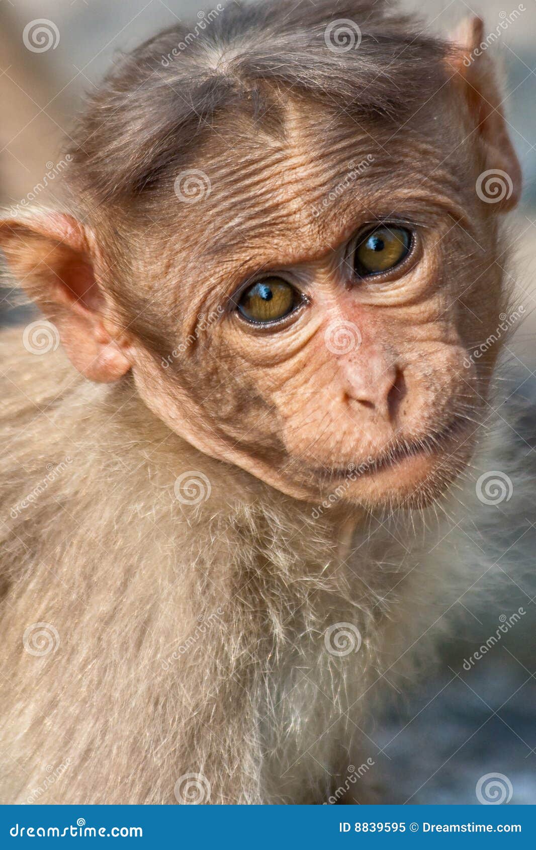 Baby Bonnet Macaque stock image. Image of endemic, small - 8839595