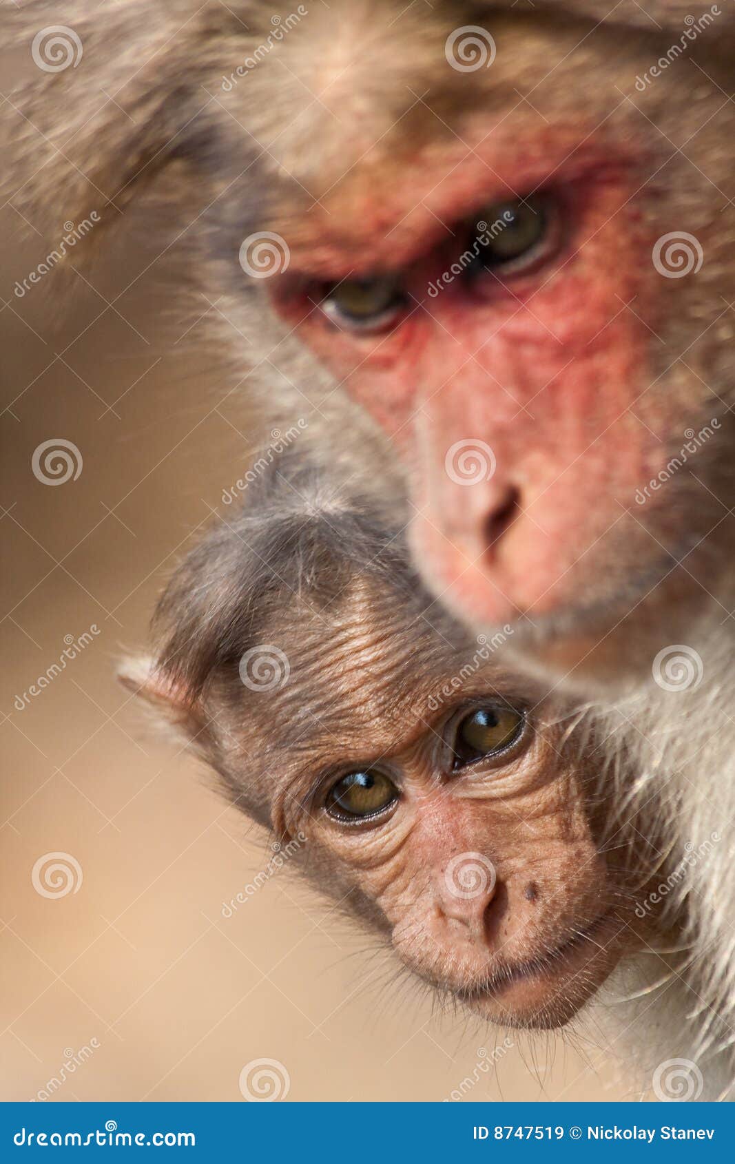 Baby Bonnet Macaque Hiding Behind Its Mother Stock Image - Image of ...