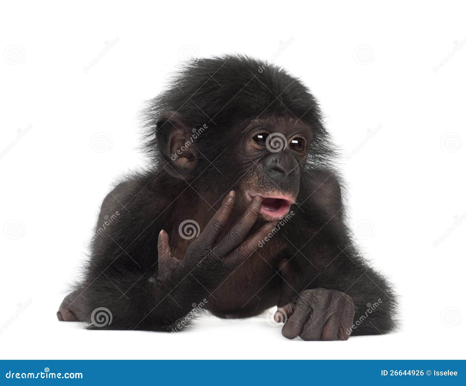 Bonobo Infant Walking Through Some Plants, Human Ape, Pygmy Chimpanzee ...