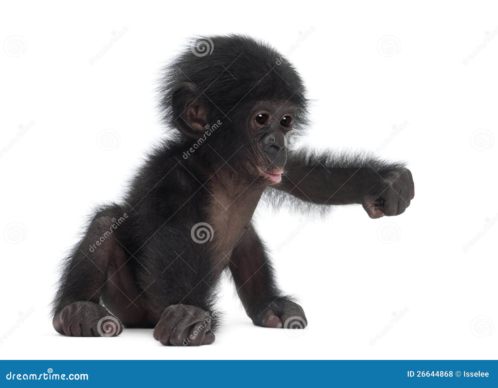Bonobo Infant Walking Through Some Plants, Human Ape, Pygmy Chimpanzee ...