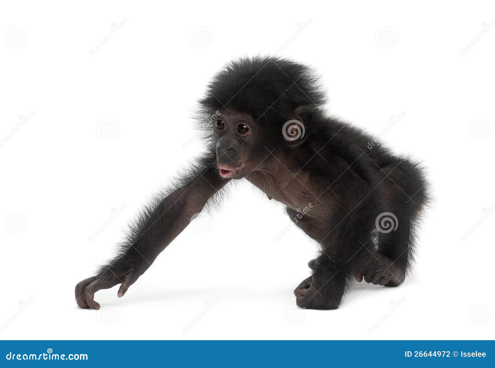 107 Bonobo Walking Stock Photos - Free & Royalty-Free Stock Photos from ...