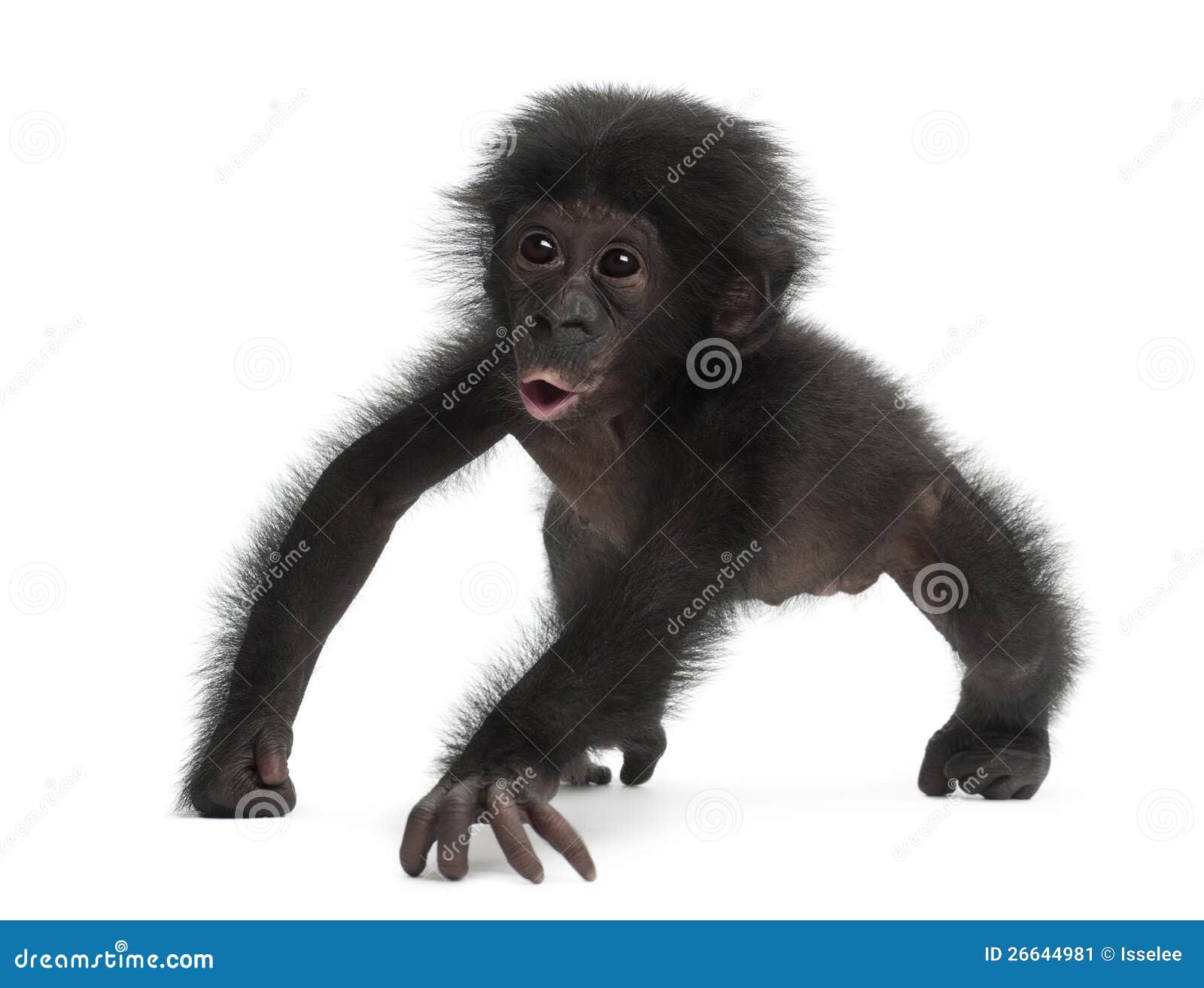 Bonobo Infant Walking Through Some Plants, Human Ape, Pygmy Chimpanzee ...