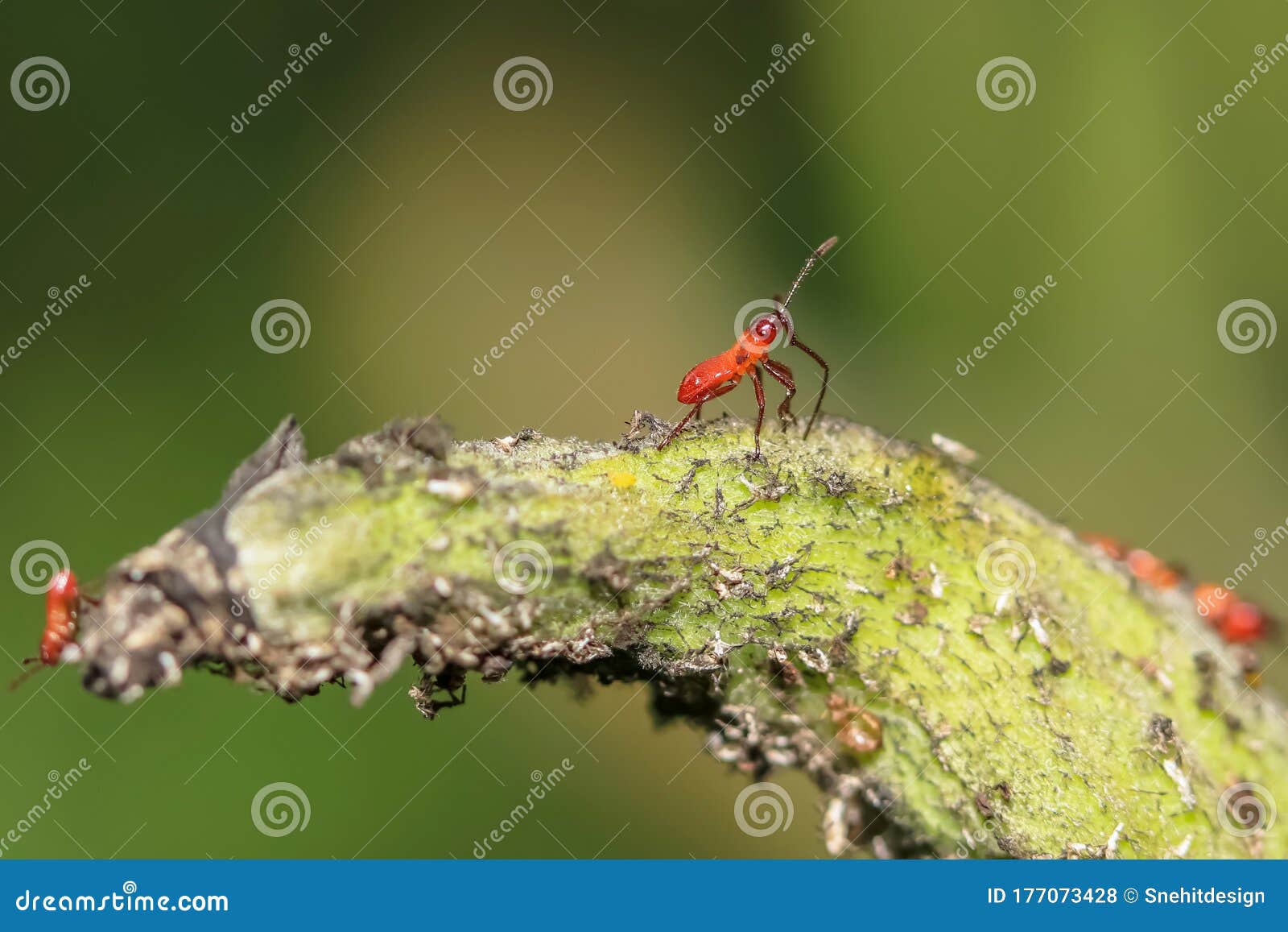 Elder Bug, Insect Bugs Stock Photography | CartoonDealer.com #80052002