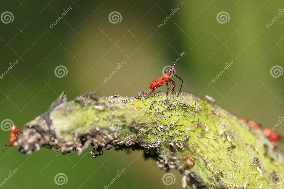 Baby Box Elder Bugs on the Leaf Stock Photo - Image of face, bright ...