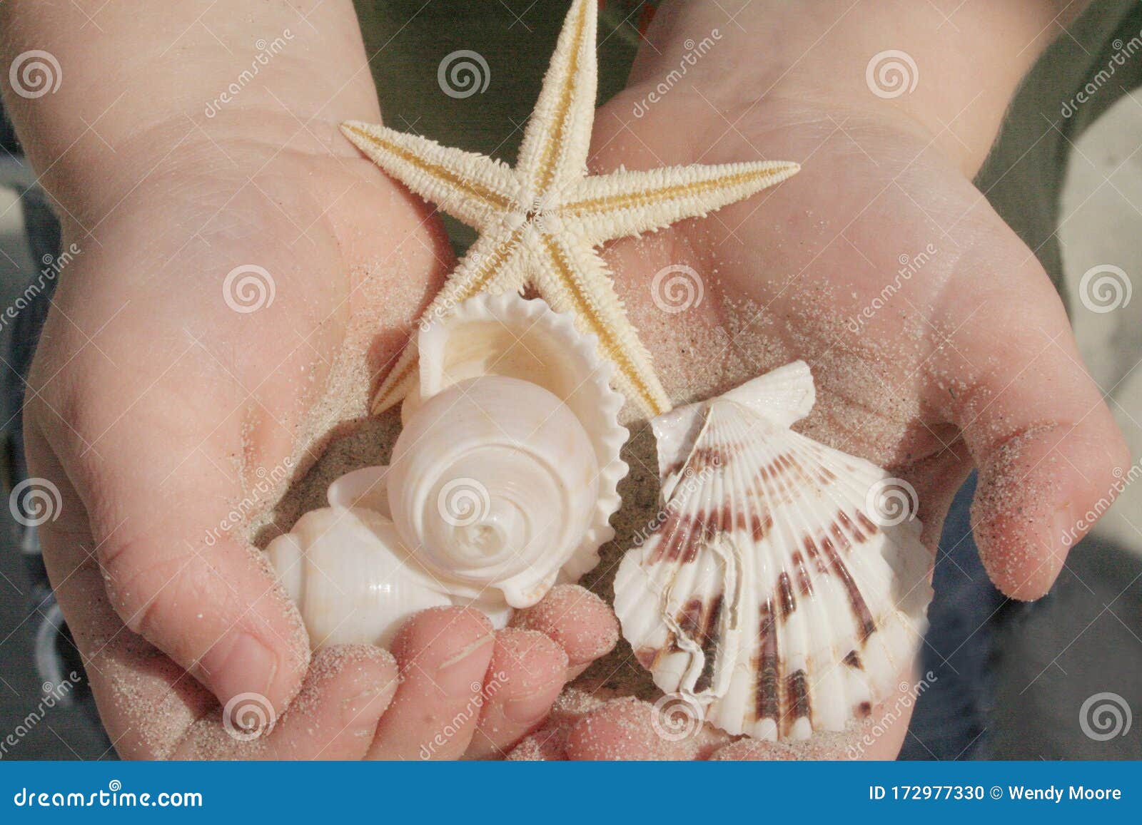 Baby Boy Hands Holding Shells and Star Fish on a Beach in the Sand ...