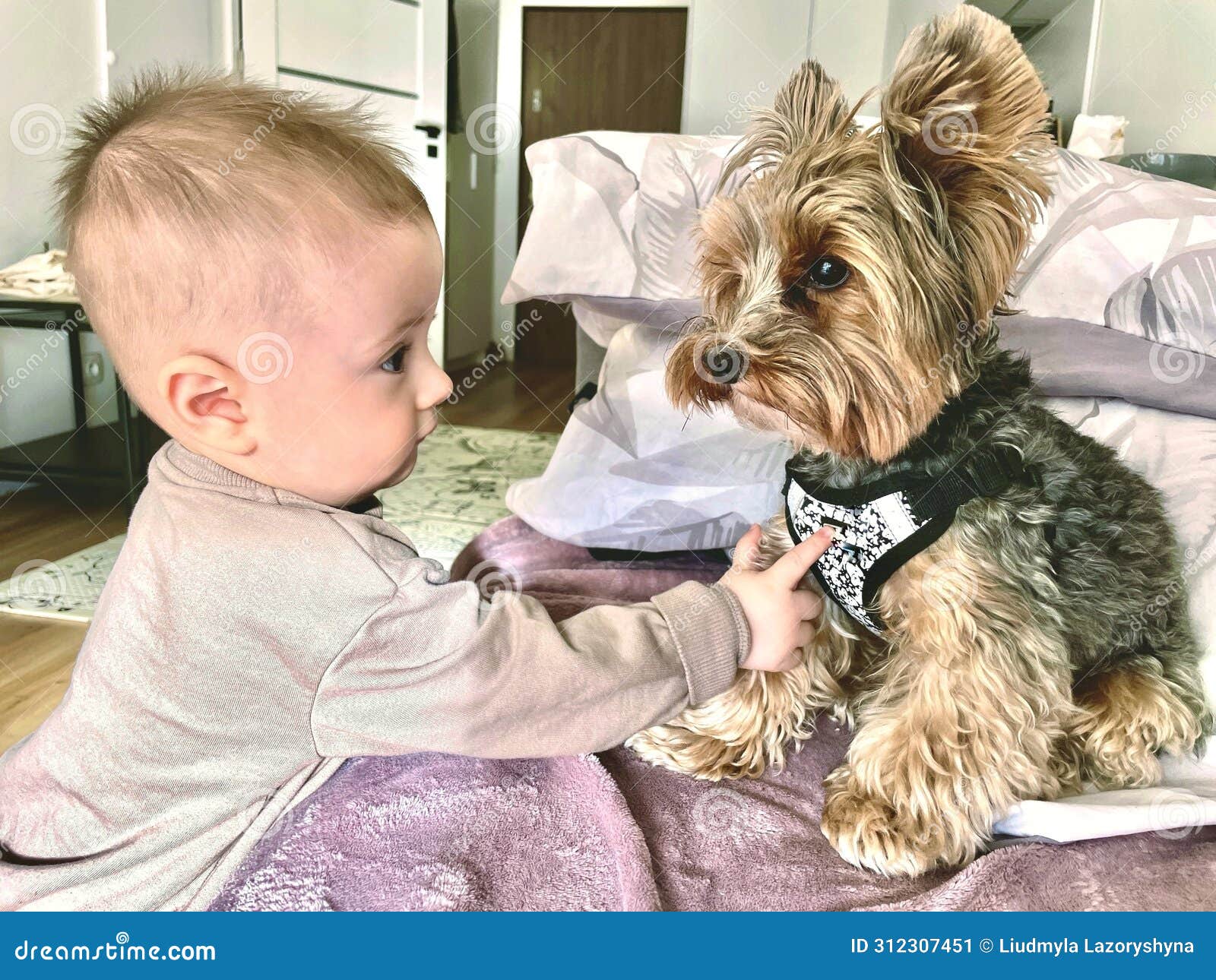 A Baby Boy is Playing with a Small Yorkie Dog Stock Image - Image of ...