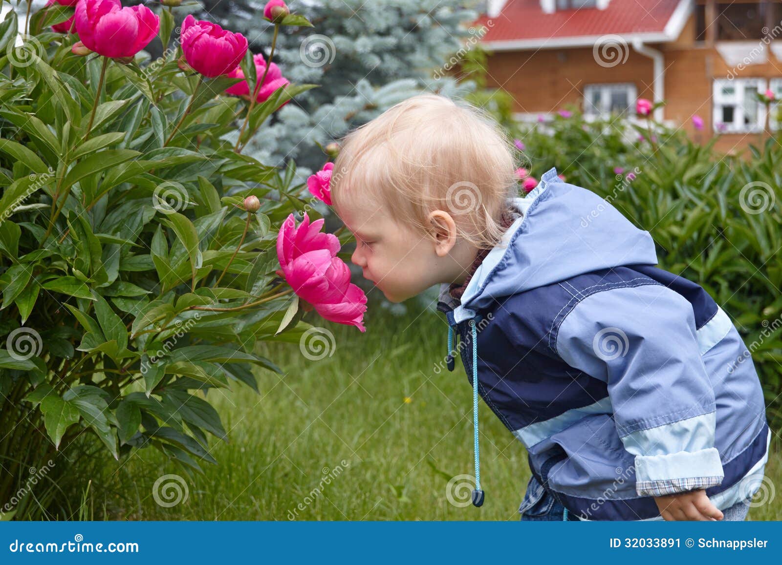 Baby Boy Smelling Giant Rose Stock Image - Image of flower, male: 32033891