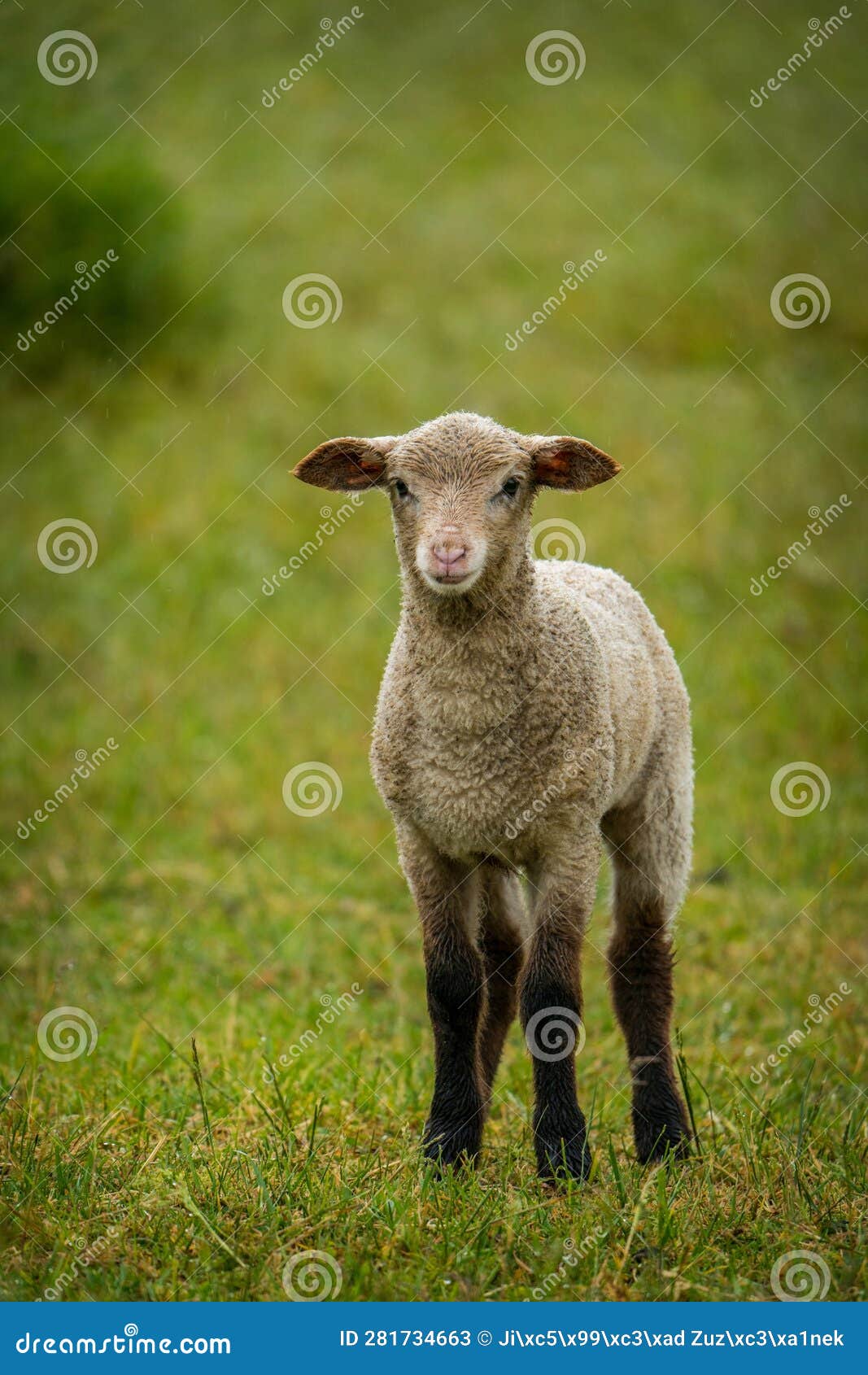 Baby Bright Sheep on the Farm Stock Image - Image of natural, spring ...