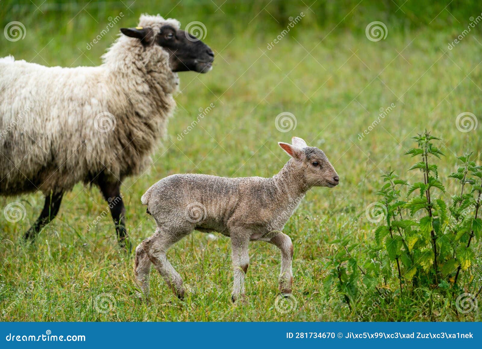 Baby Bright Sheep on the Farm Stock Photo - Image of spring, baby ...