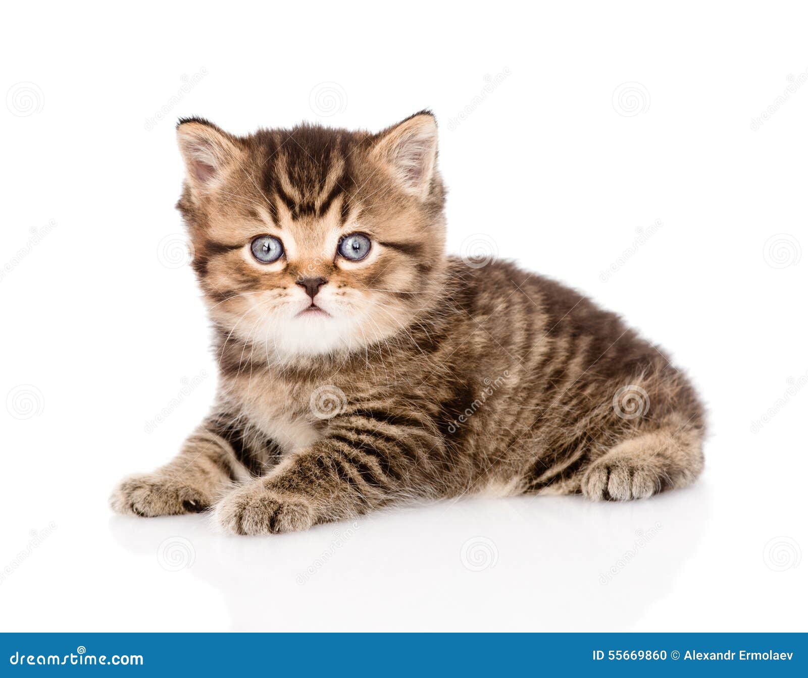 Baby British Tabby Kitten Looking at Camera. Isolated Stock Photo ...