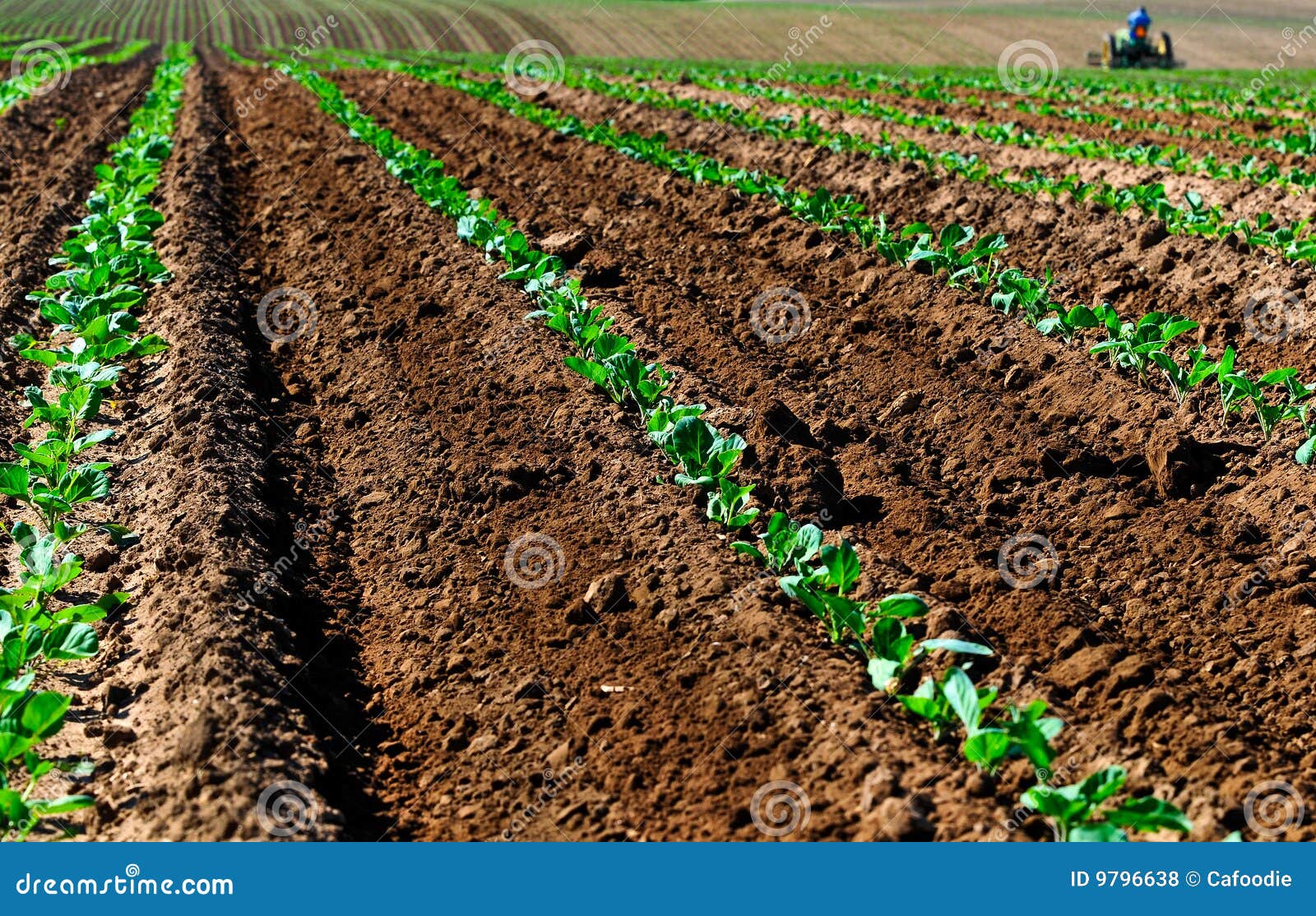 Baby Broccoli stock photo. Image of plant, farming, healthy - 9796638