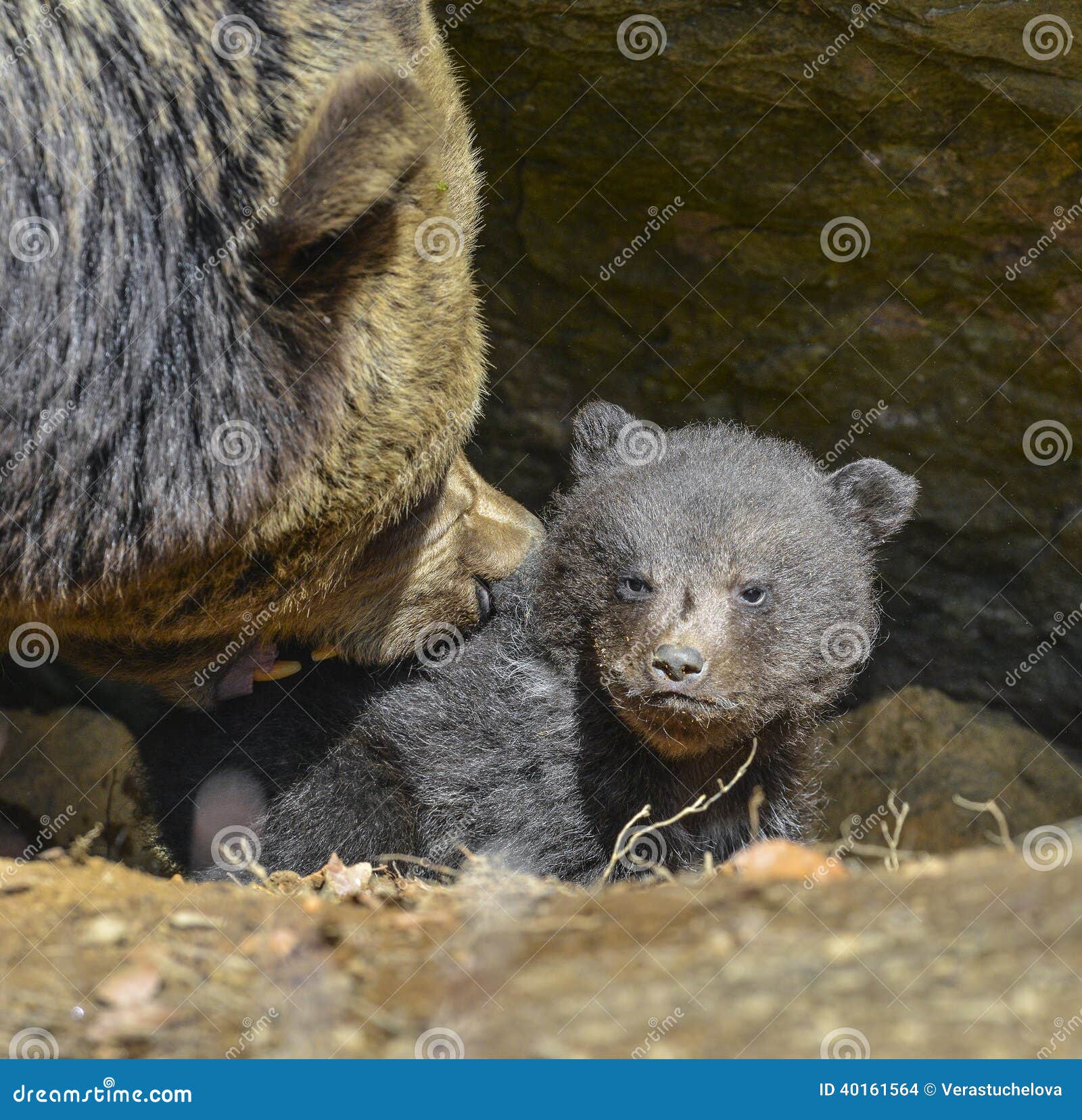 Baby Brown Bear and His Mother Stock Photo - Image of park, brown: 40161564