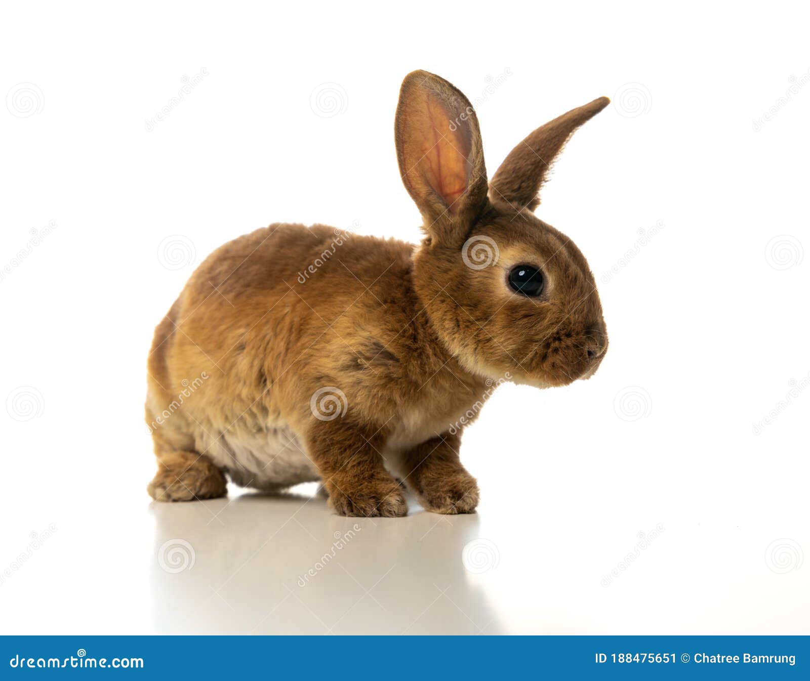 Baby of Brown Bunny Rabbit Isolated on White Stock Image - Image of ...