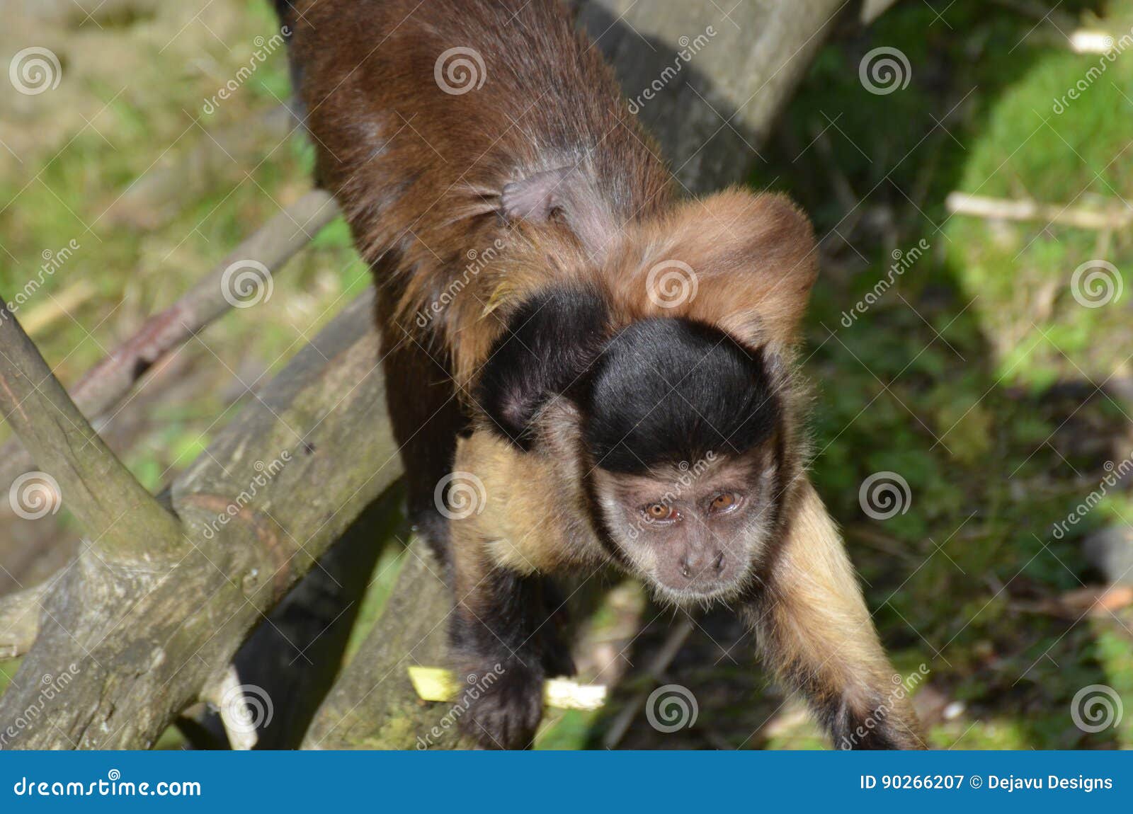 Baby Brown Capuchin Monkey on the Back of it`s Mom Stock Image - Image ...
