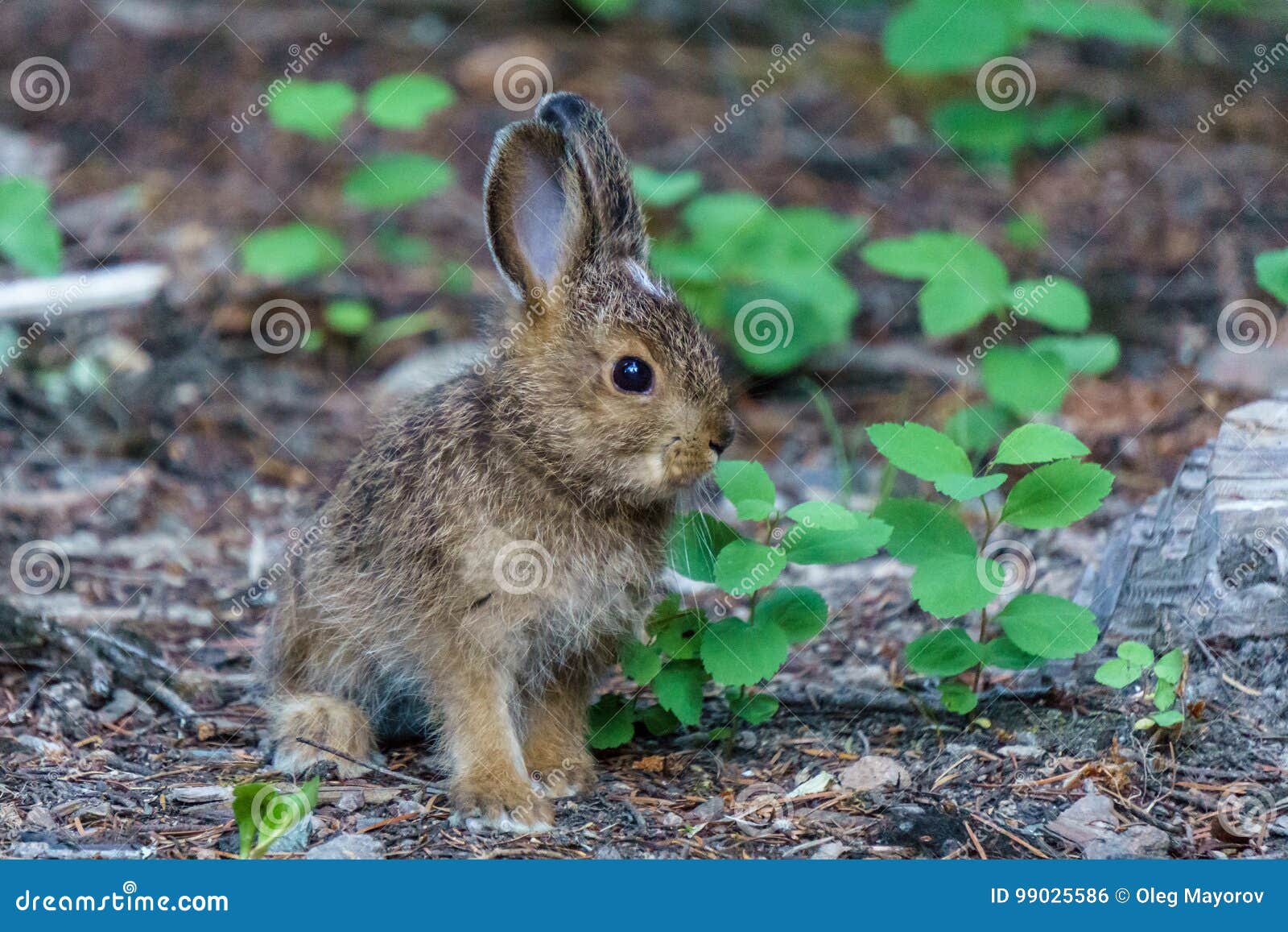 Newborn Baby Hare