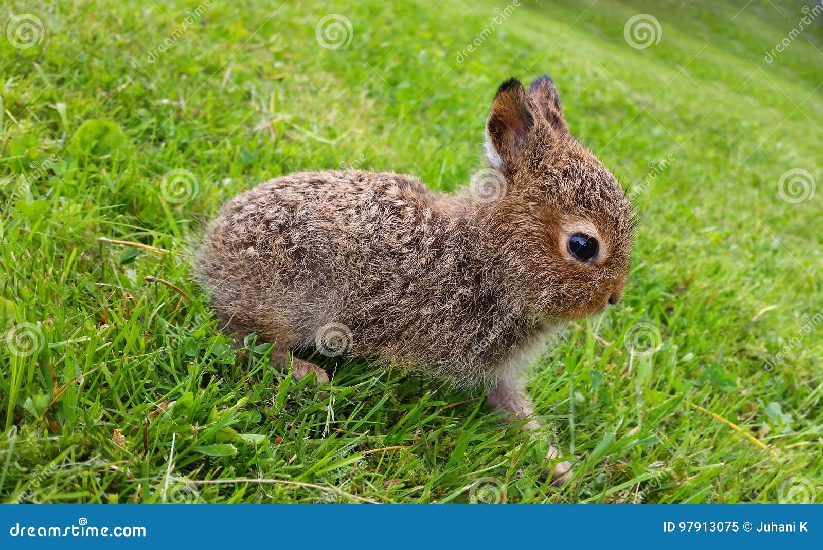 Baby Brown Hare Standing Still on Grass Stock Image - Image of cute ...