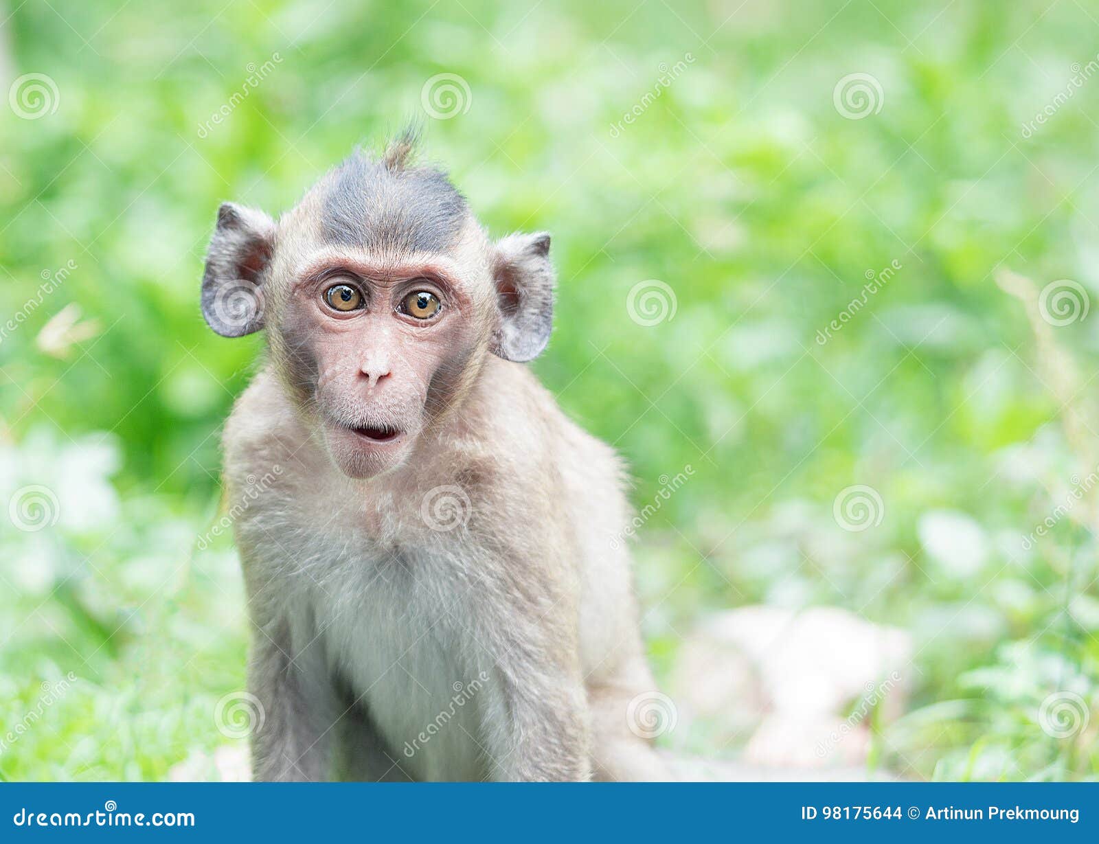 Baby brown monkeys stock photo. Image of monkeys, feeding - 98175644