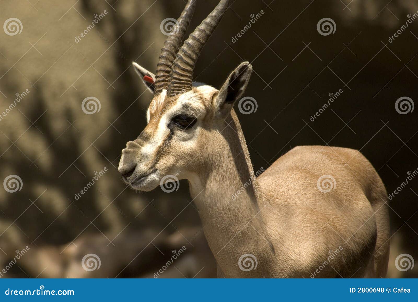 Baby Buck , Dear Picture. Image: 2800698