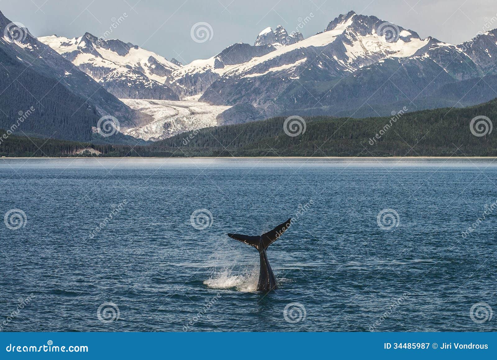 Baby-Buckel-Wal-Tauchen Vor Gletscher Stockbild - Bild von horizontal ...