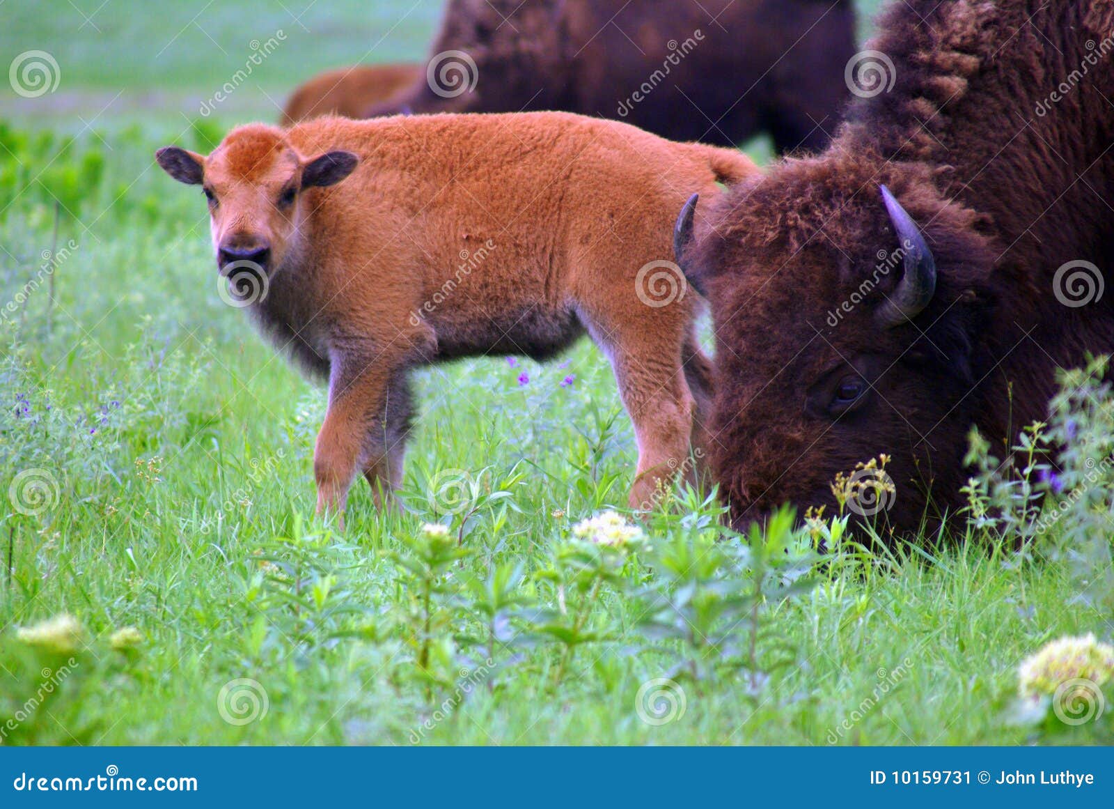 Baby Buffalo stock image. Image of cute, adolescent, baby - 10159731
