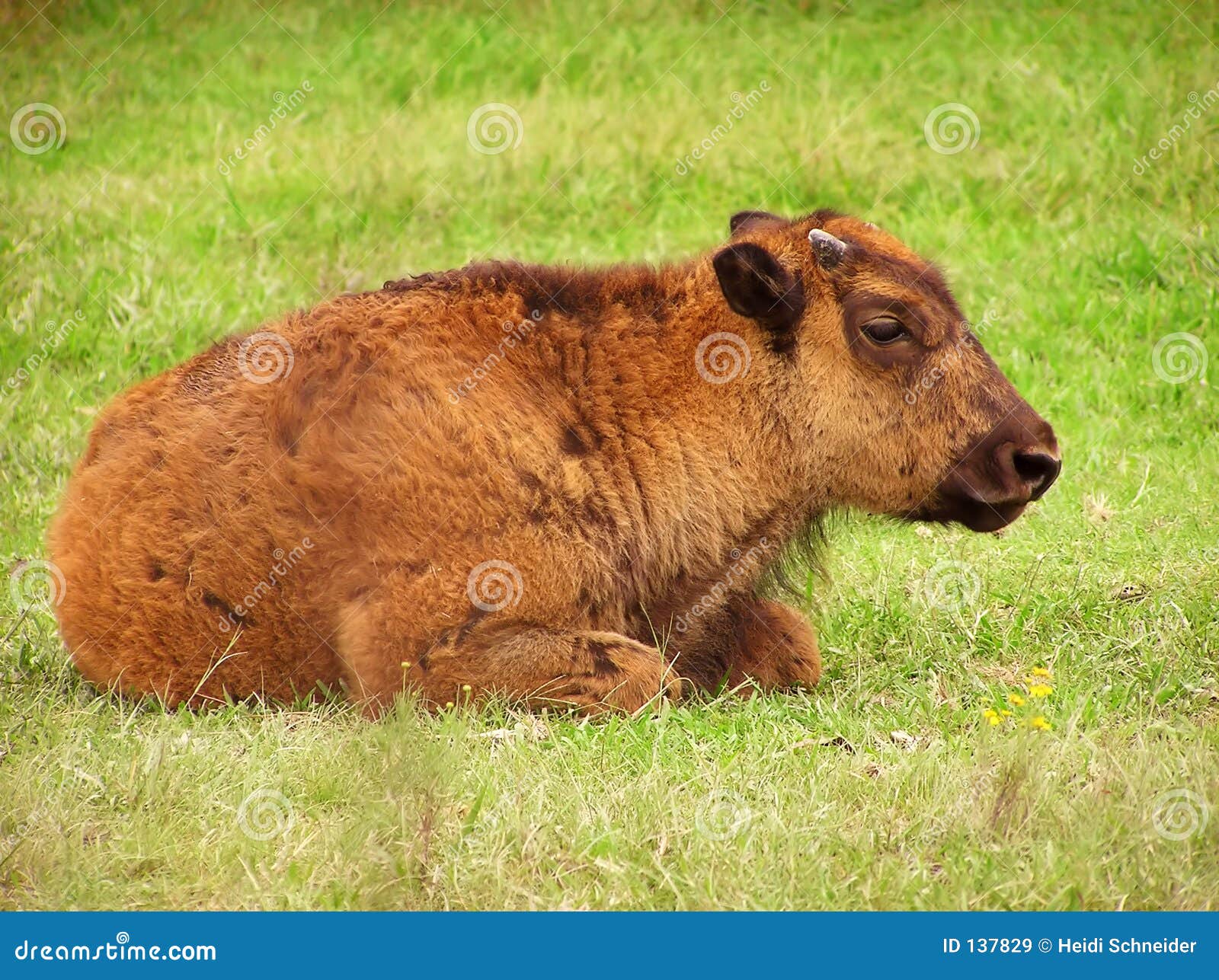 Baby Buffalo stock image. Image of nature, calf, animal - 137829