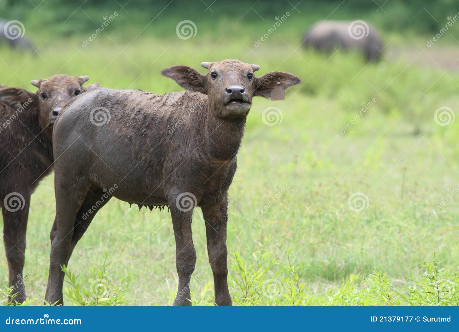 Baby Buffalo Royalty Free Stock Photography - Image: 21379177