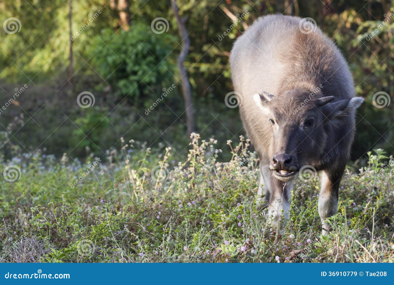 Baby Buffalo (Bubalus Bubalis) in Thailand Stock Image - Image of ...