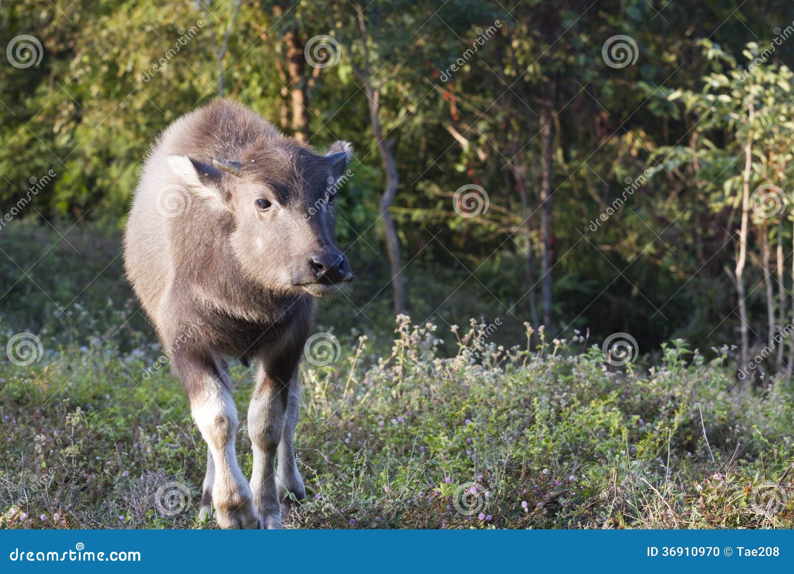 Baby Buffalo (Bubalus Bubalis) in Thailand Stock Photo - Image of enjoy ...