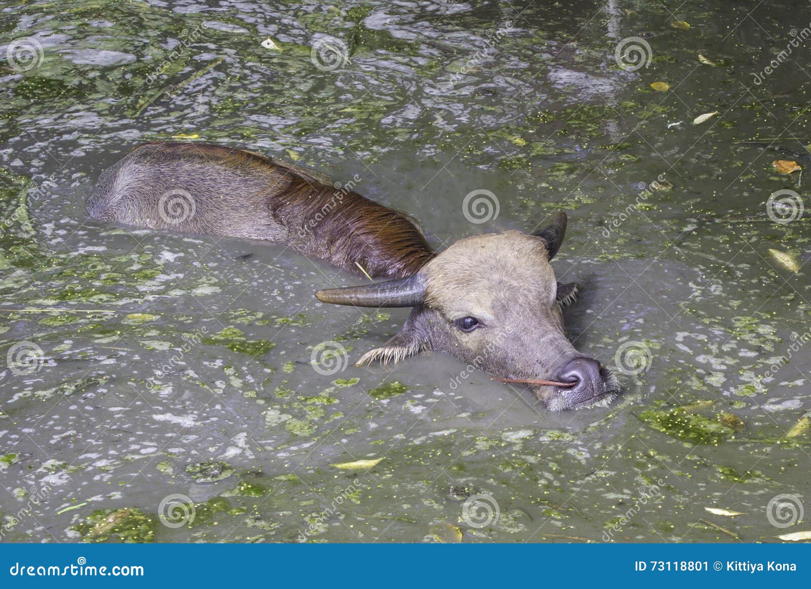 Baby Buffalo Float in of Dirty Water. Stock Image - Image of asian ...