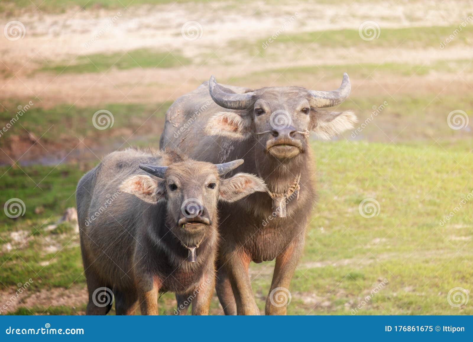 Baby Buffalo on Green Grass Stock Image - Image of grass, buffalo ...