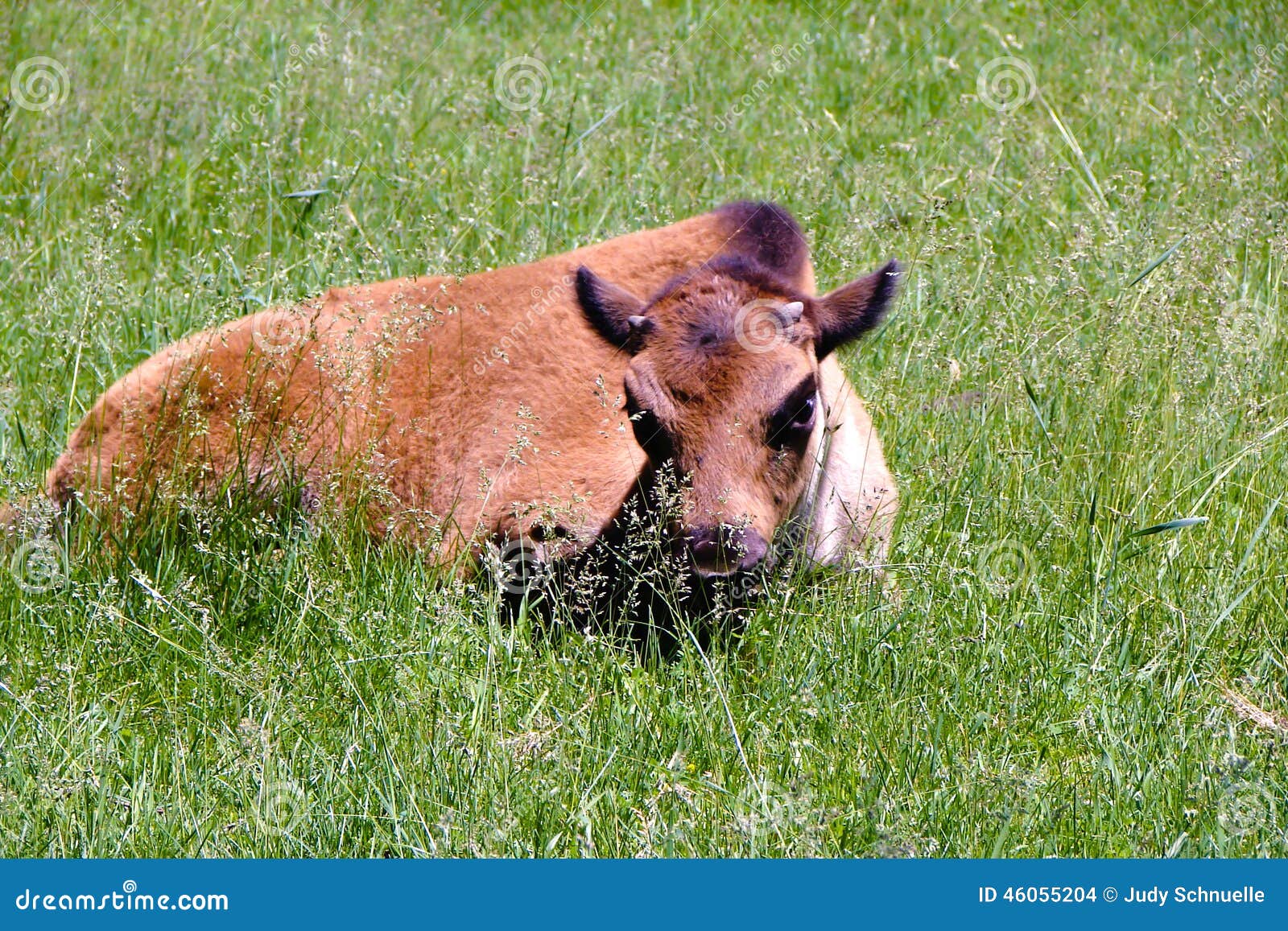 Baby Buffalo stock photo. Image of center, park, buffalo - 46055204