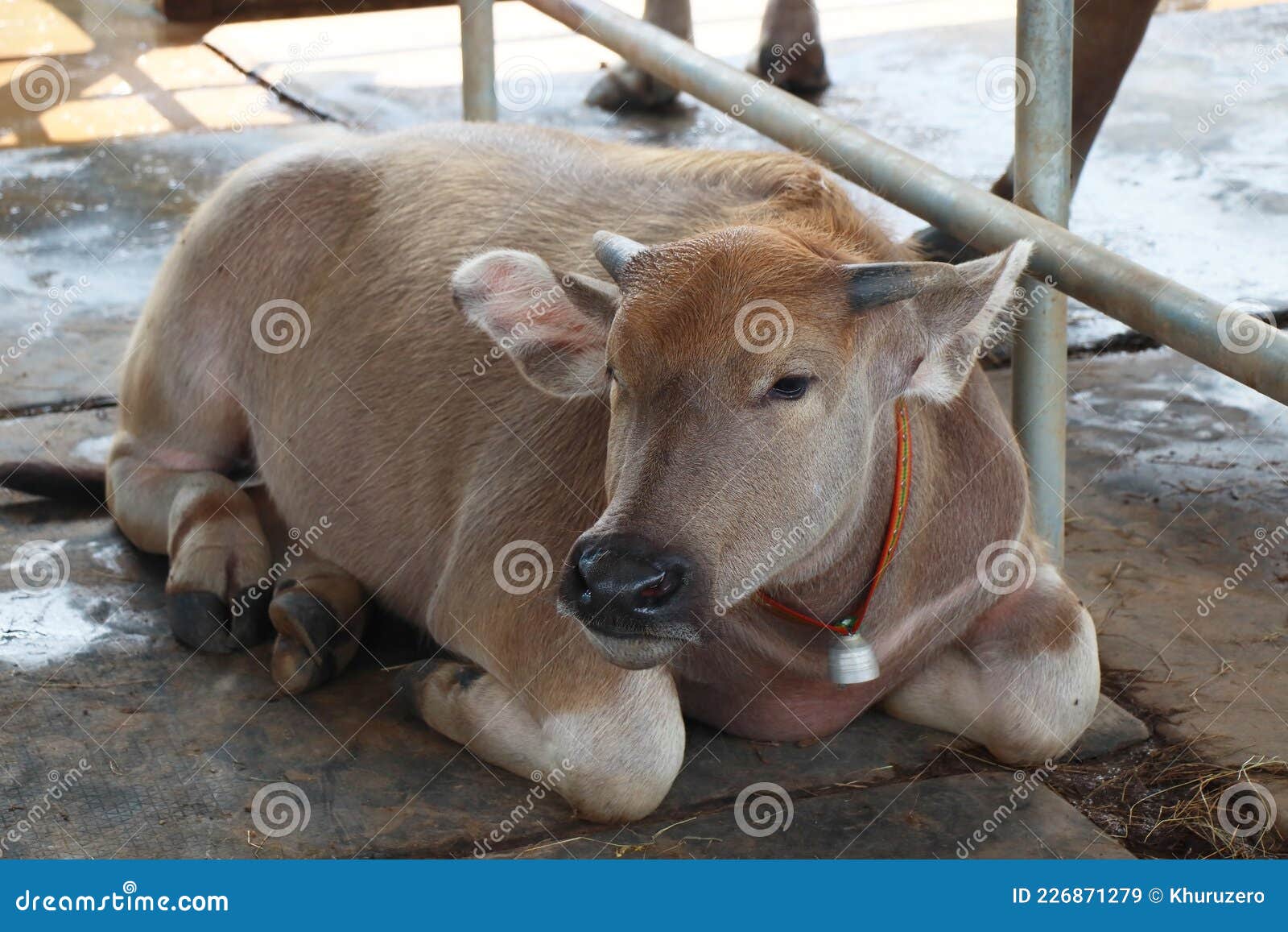Baby Buffalo Sleeping in Stable Stock Image - Image of grass, cute ...