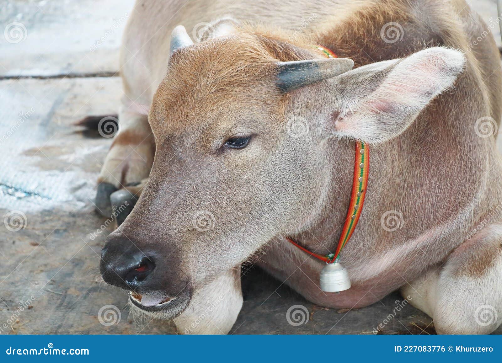 Baby Buffalo Sleeping in Stable Stock Photo - Image of animals, horn ...