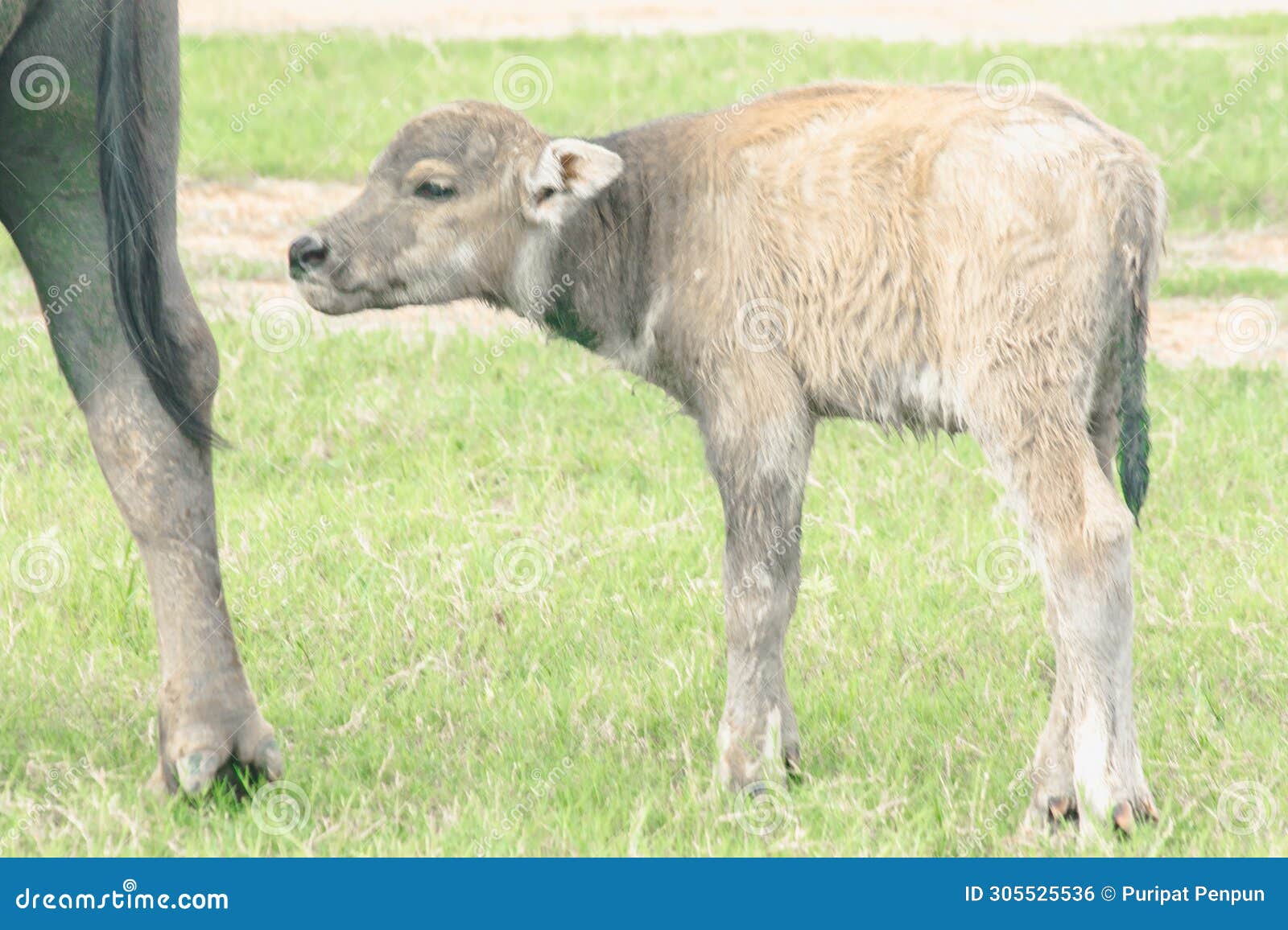 A Baby Buffalo Eating Grass in the Field Stock Photo - Image of spring ...