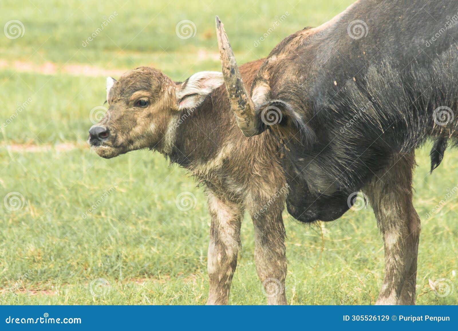 A Baby Buffalo is Walking in the Field Stock Image - Image of buffalo ...