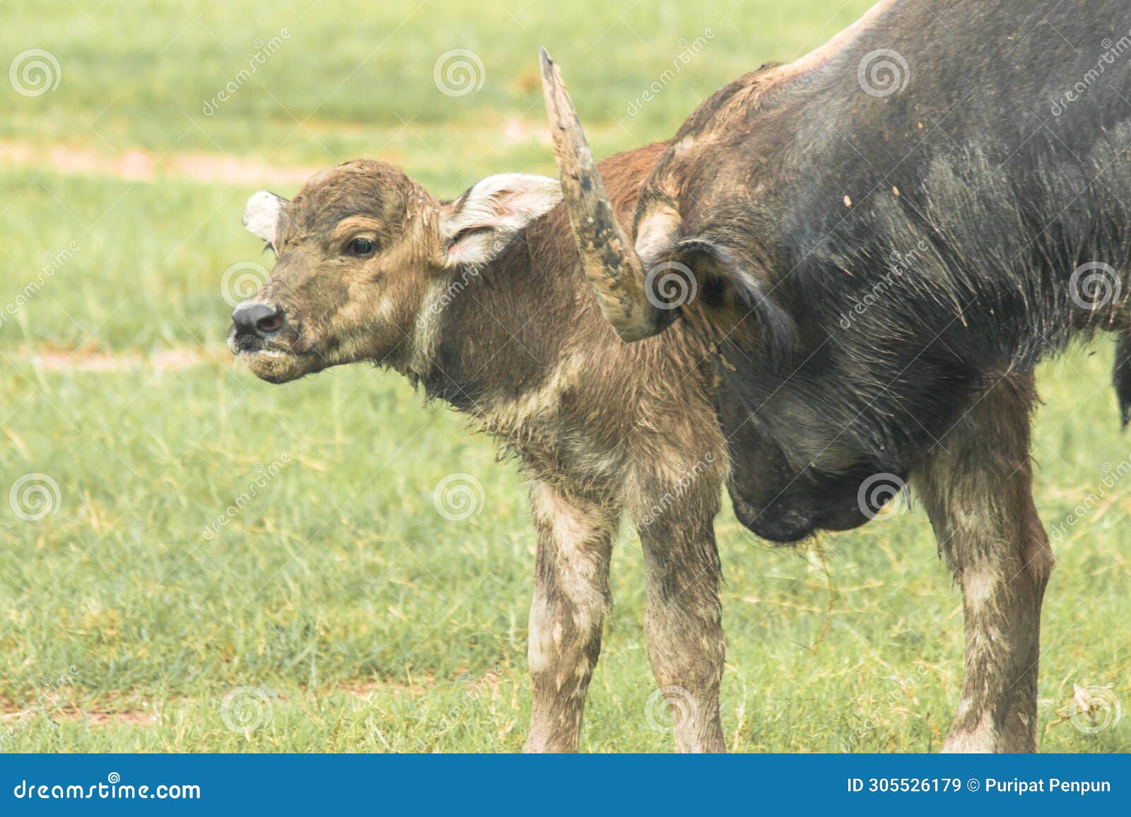 A Baby Buffalo is Walking in the Field Stock Image - Image of outdoor ...