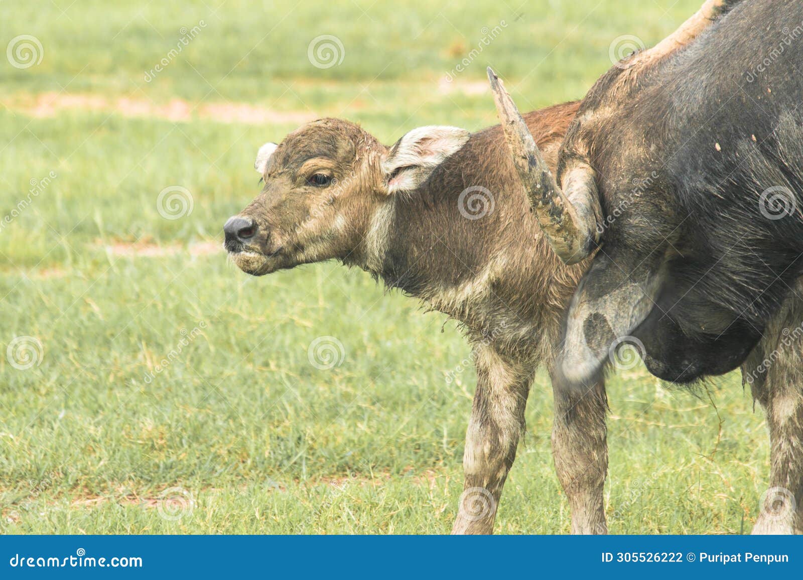A Baby Buffalo is Walking in the Field Stock Photo - Image of harvest ...