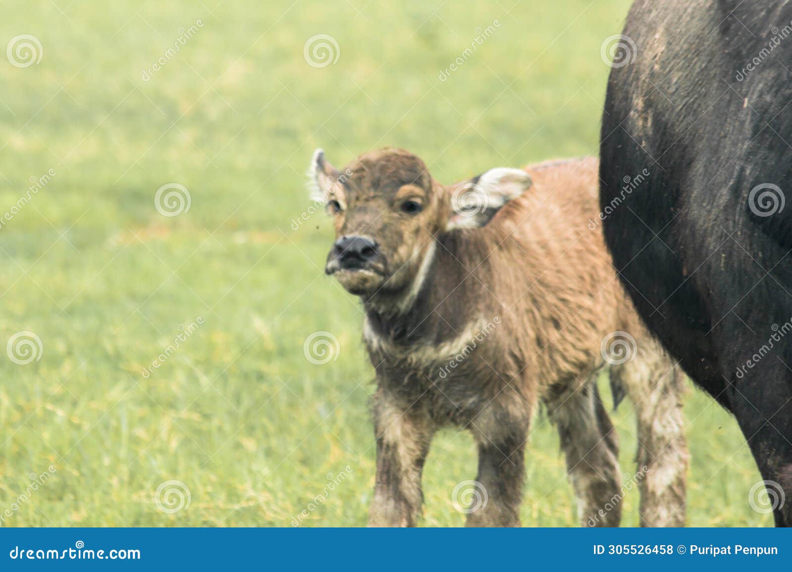 A Baby Buffalo is Walking in the Field Stock Photo - Image of grass ...