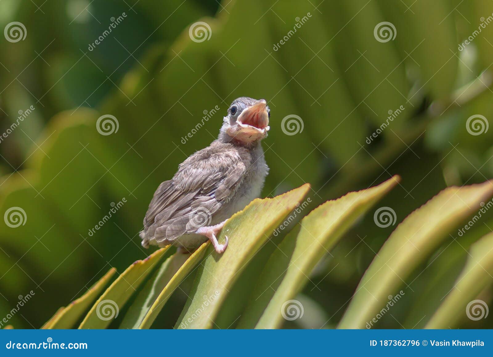 A baby Bulbul on the tree stock photo. Image of baby - 187362796