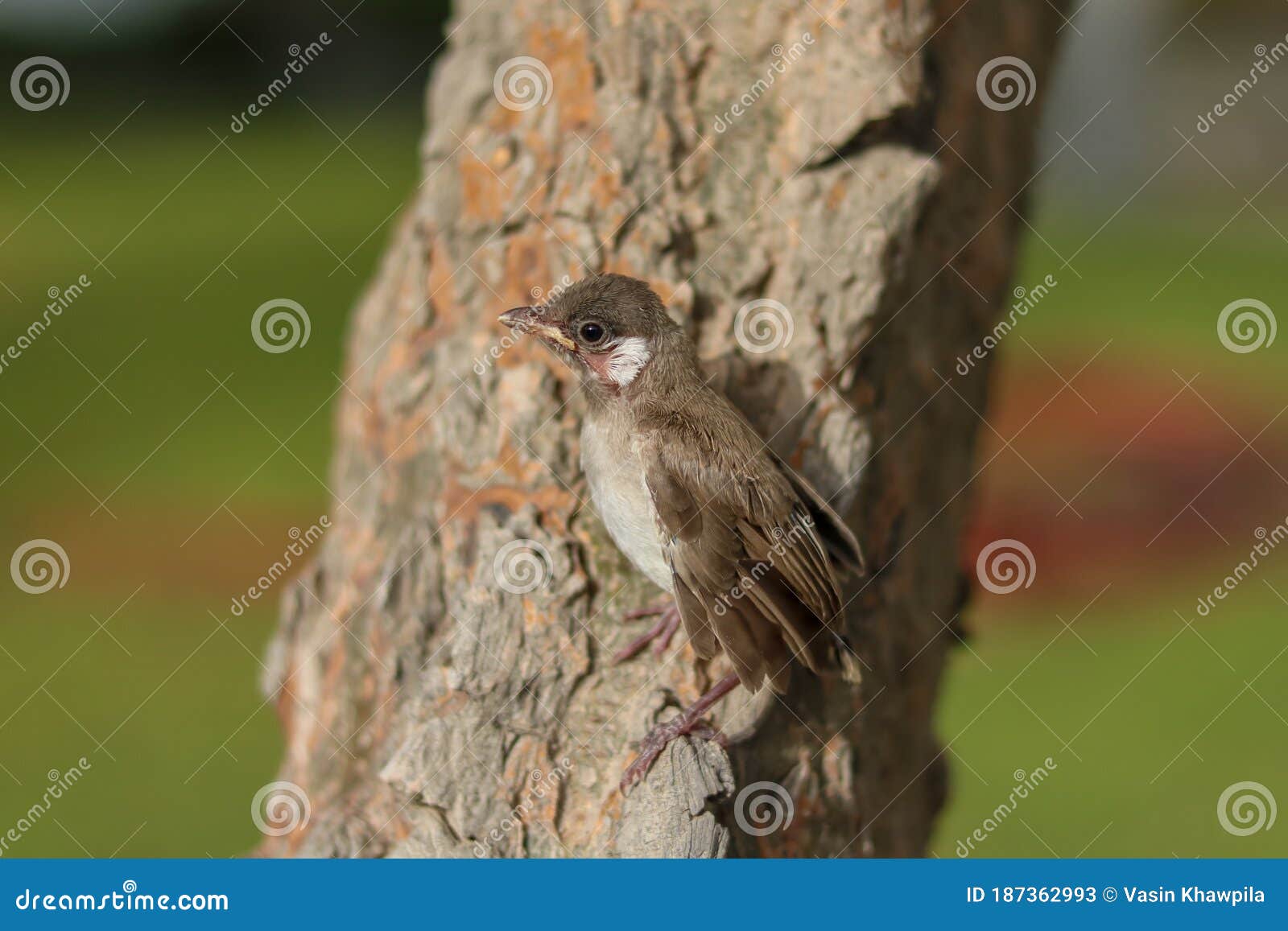 A baby Bulbul on the tree stock image. Image of wildlife - 187362993