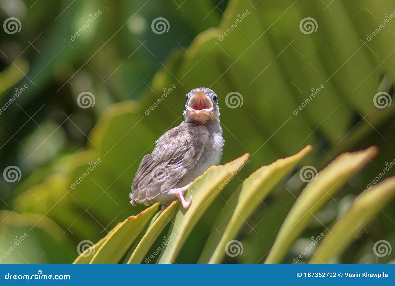 A baby Bulbul on the tree stock photo. Image of flower - 187362792