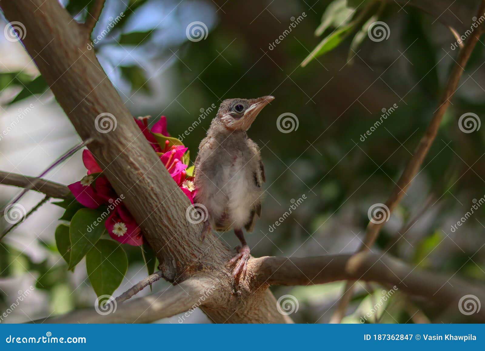 A baby Bulbul on the tree stock image. Image of nature - 187362847