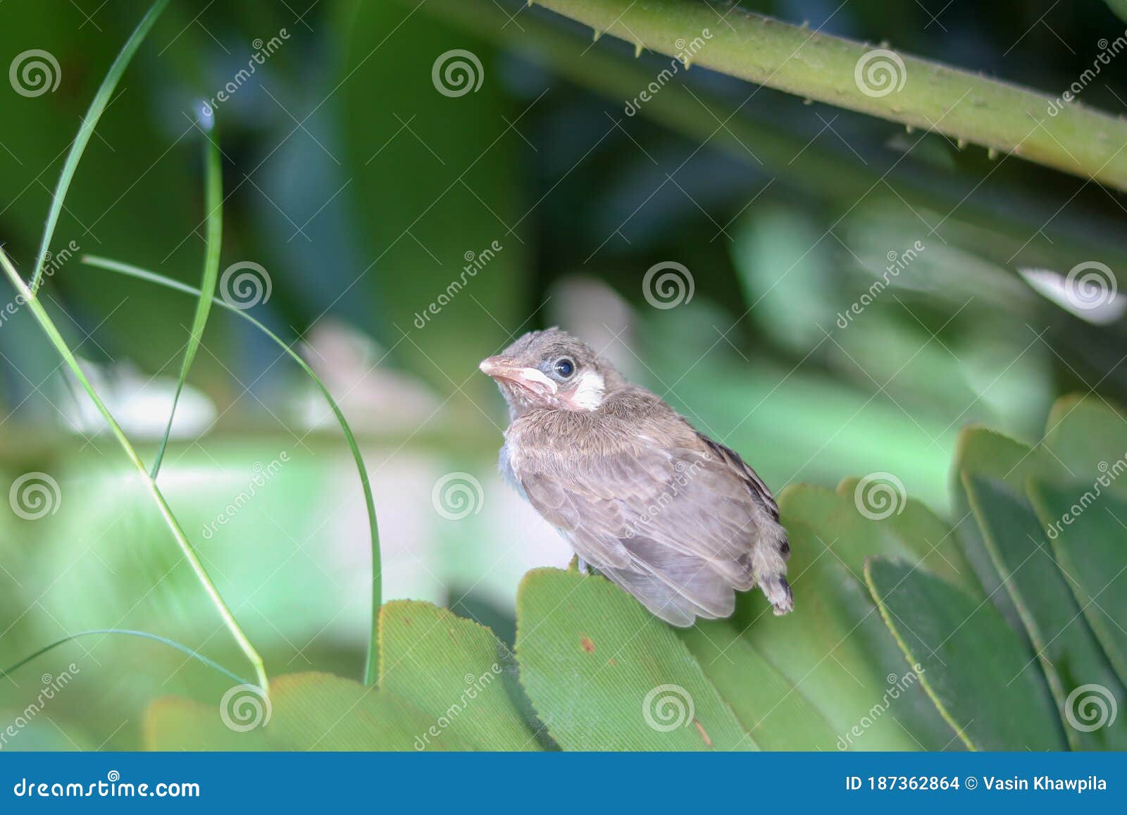 A baby Bulbul on the tree stock photo. Image of green - 187362864