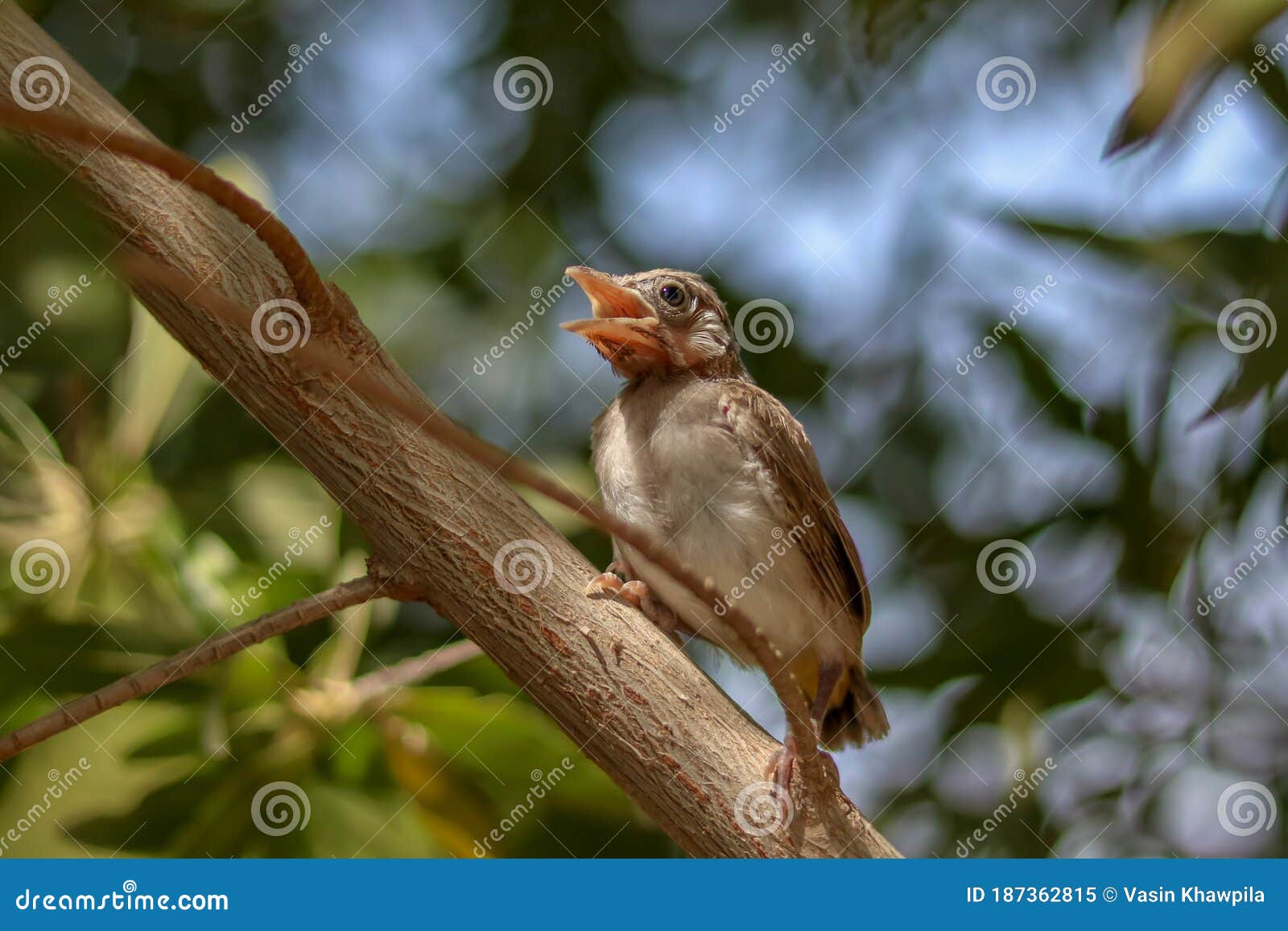 Baby Bulbul tree sunlight stock image. Image of sparrow - 187362815