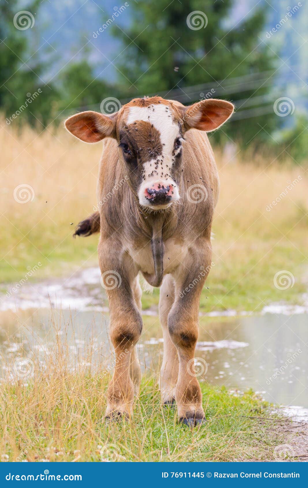 Baby Bull on a Mountain Pasture Looking at the Camera Stock Image ...