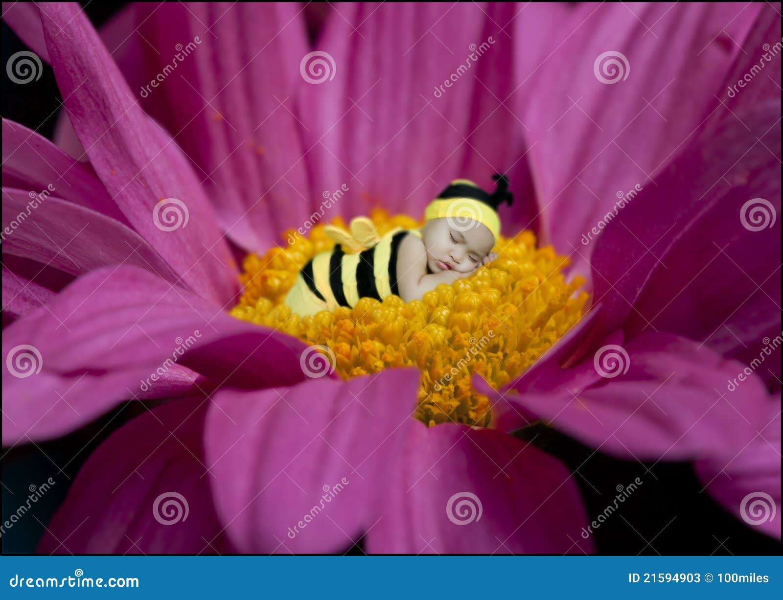Baby Bumblebee stock image. Image of insect, honey, pollinate - 21594903