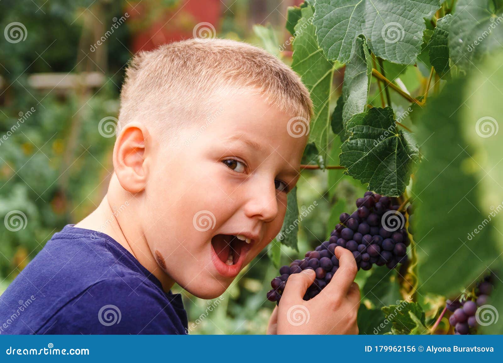 Baby and a Bunch of Black Grapes Stock Photo - Image of juicy, grape ...